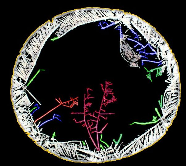 LabImage ISA – AI based Structure Analysis » Kapelan Bio-Imaging